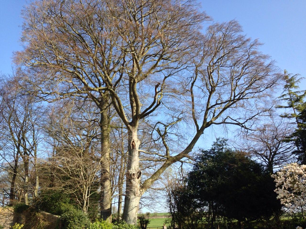 Gallery | Pearns Tree Services