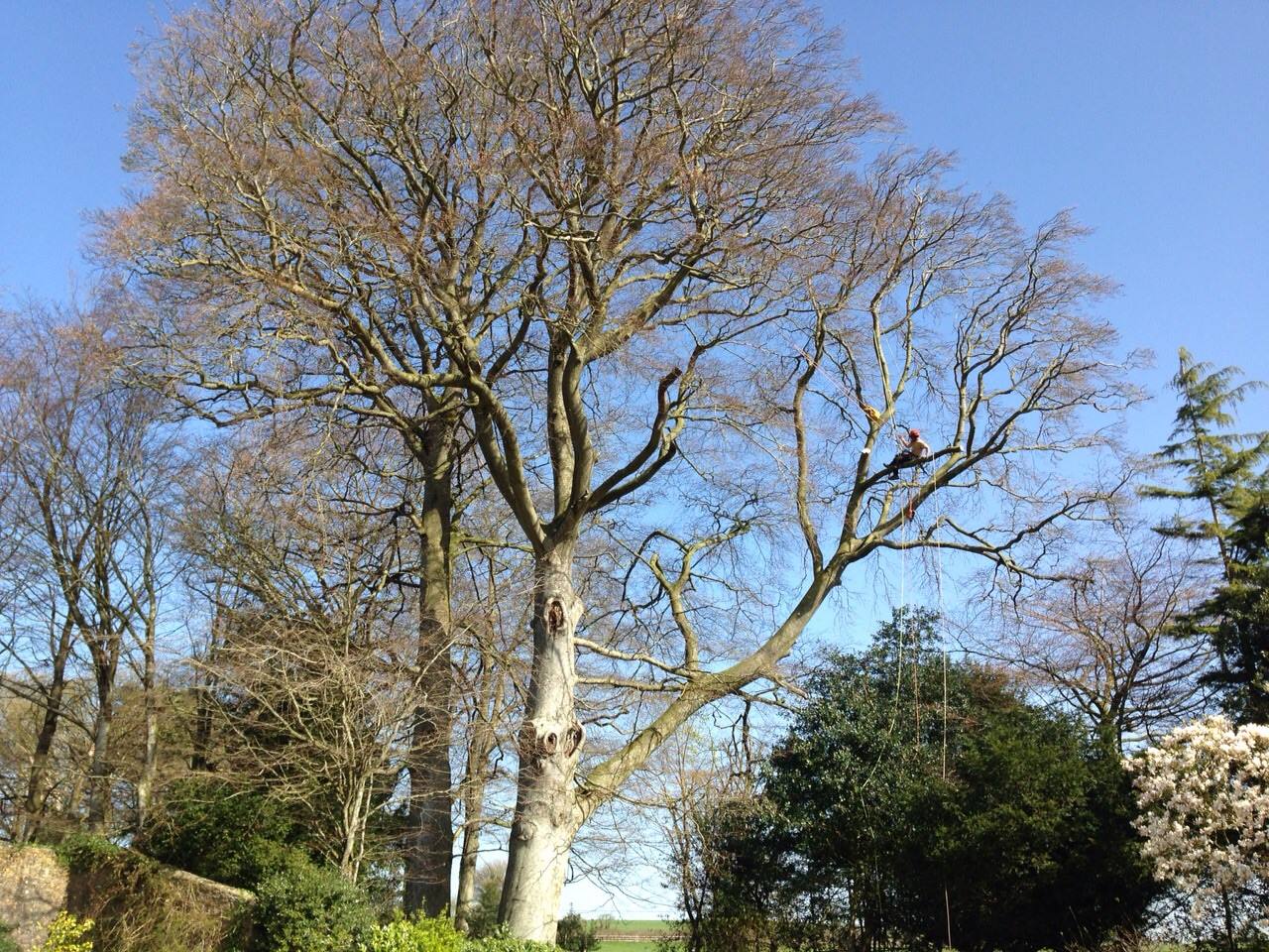 Gallery | Pearns Tree Services