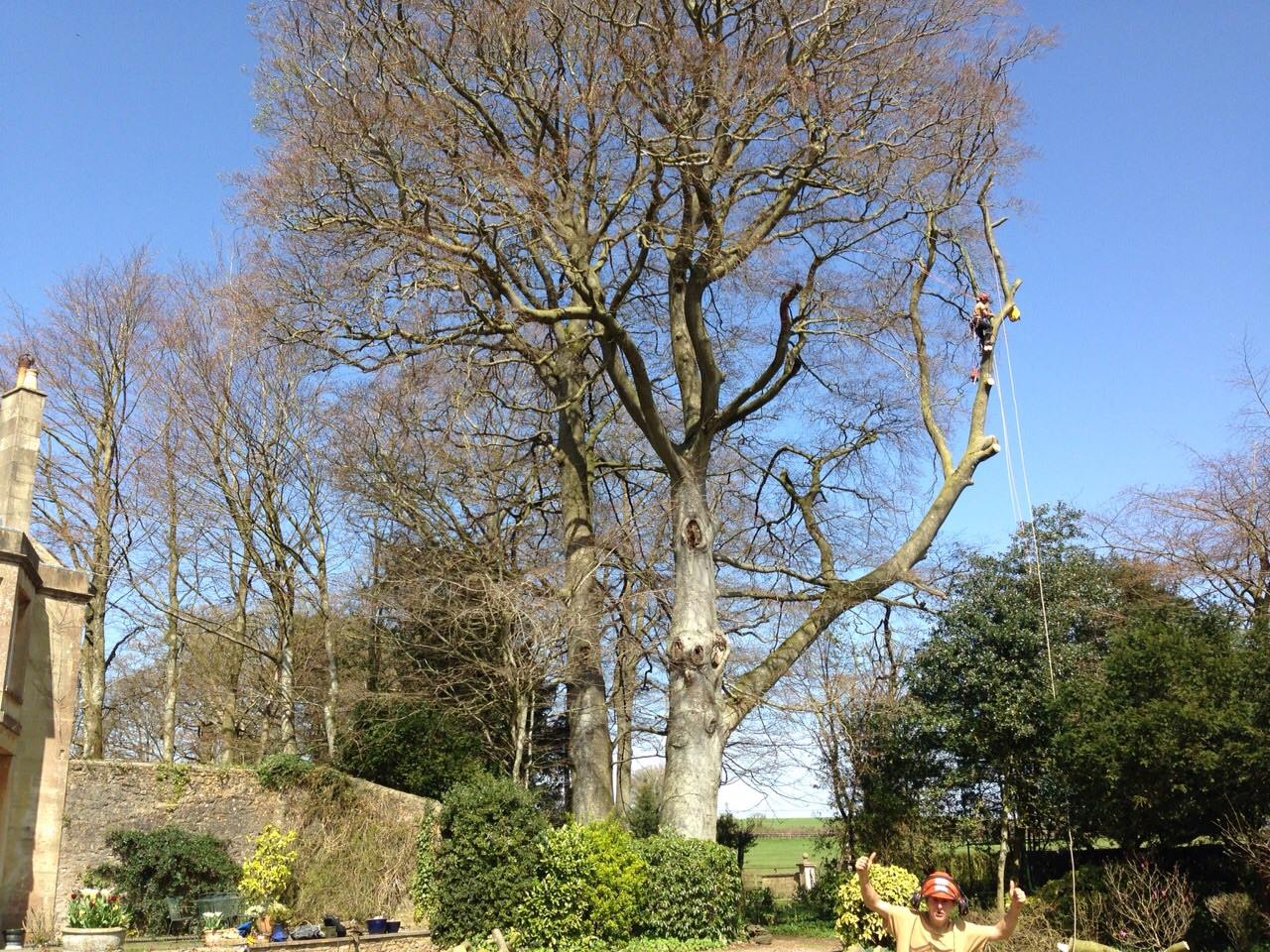 Gallery | Pearns Tree Services